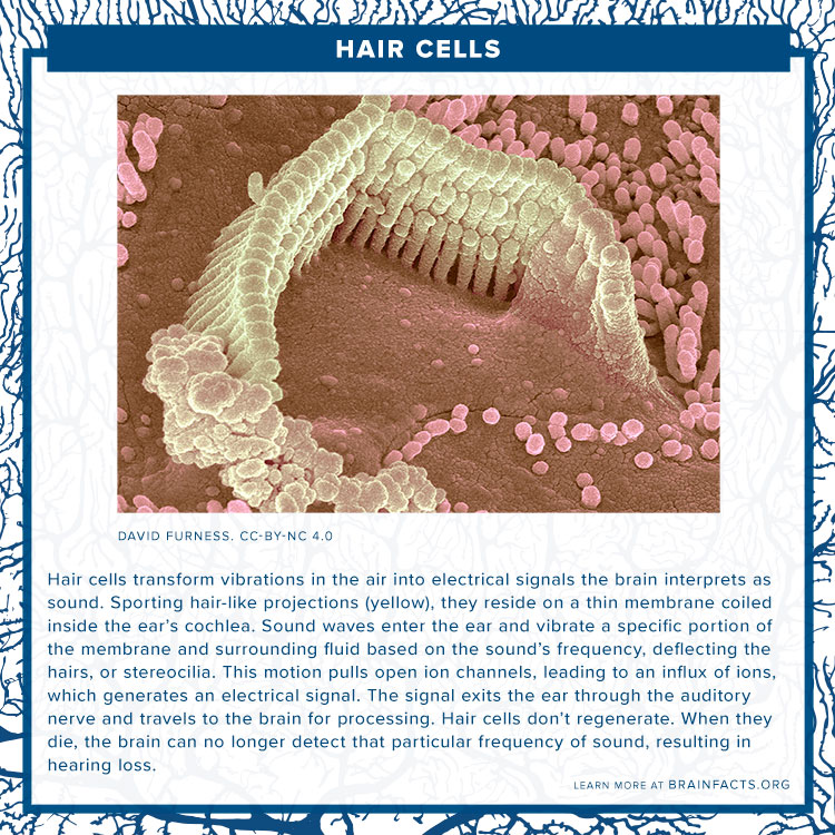 Hair Cells