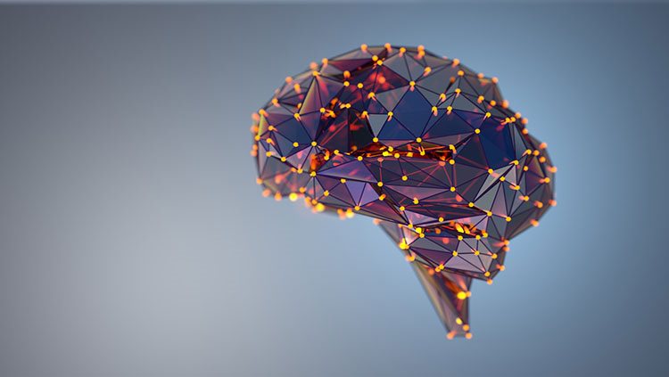 Brain Anatomy & Function