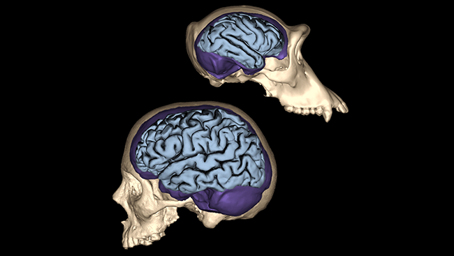 Brain Evolution: Searching for What Makes Us Human