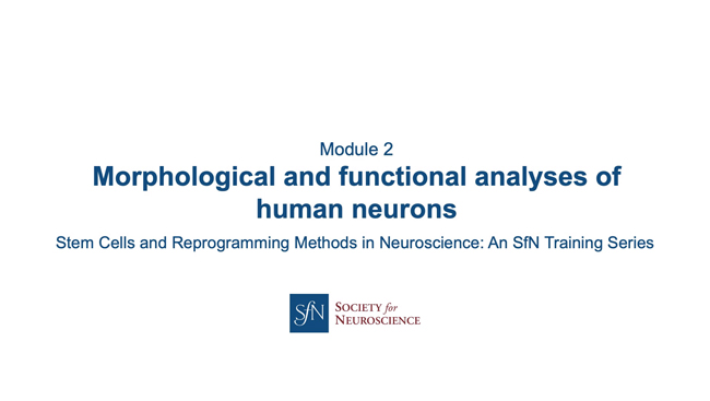 Module 2C: Morphological and Functional Analysis of Human Neurons