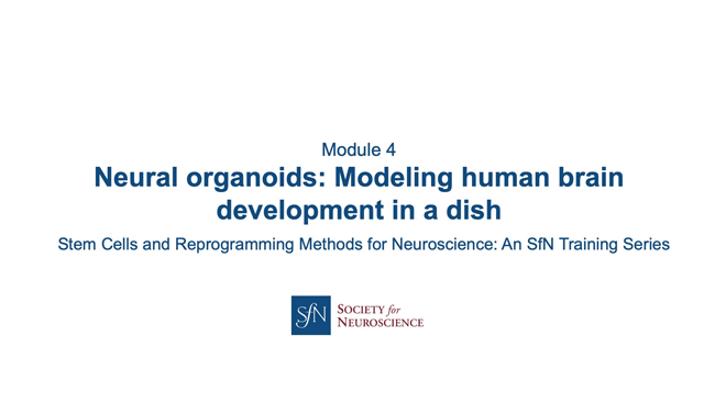 Module 4A: Neural Organoids – Modeling Human Brain Development in a Dish