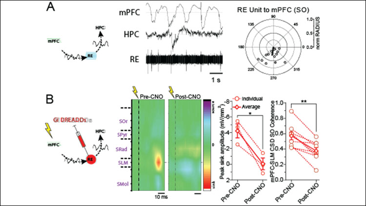 The Thalamic Nucleus Reuniens Orchestrates Prefrontal-Hippocampal Slow ...